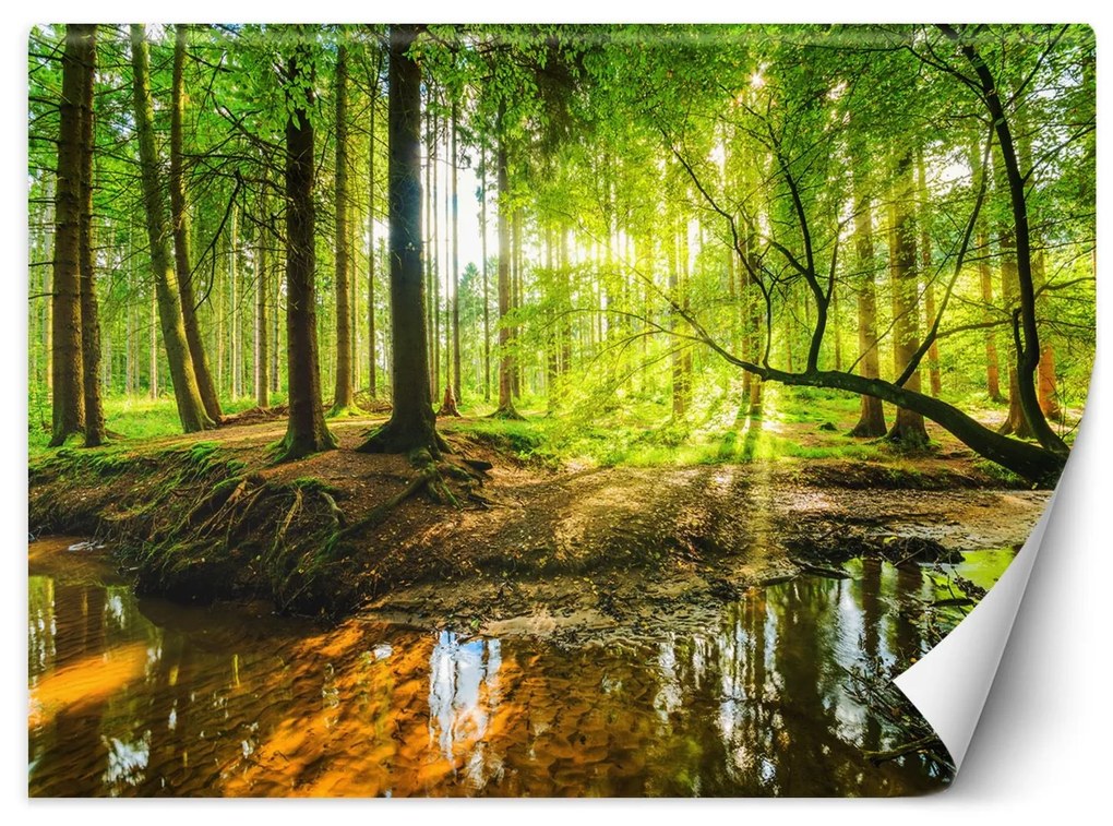 Gario Fototapeta Potok v lese při východu slunce Materiál: Vliesová, Rozměry: 200 x 140 cm
