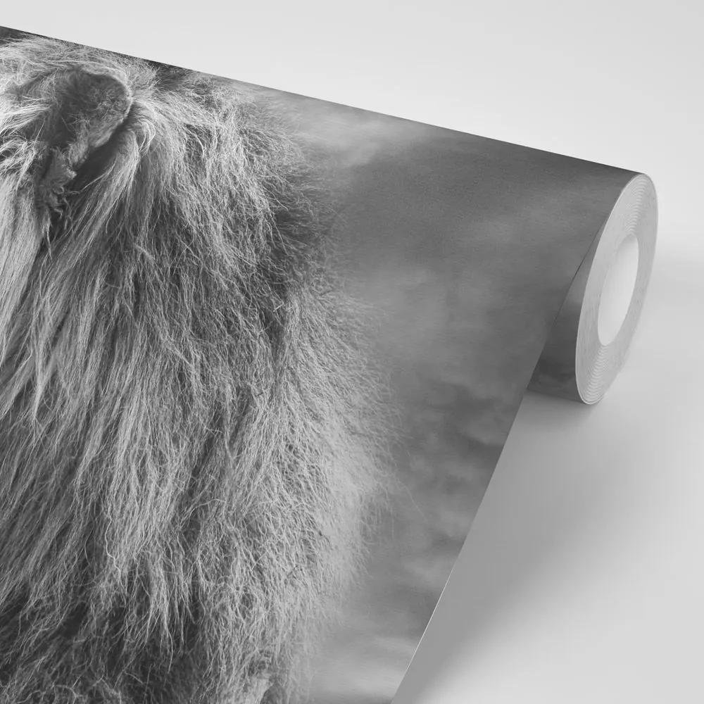 Samolepící tapeta africký lev v černobílém provedení