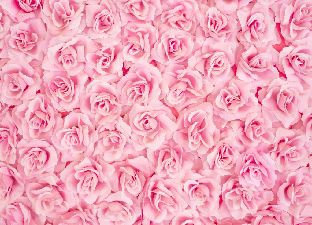 Malvis ® Tapeta Stěna z růží Vel. (šířka x výška): 144 x 105 cm