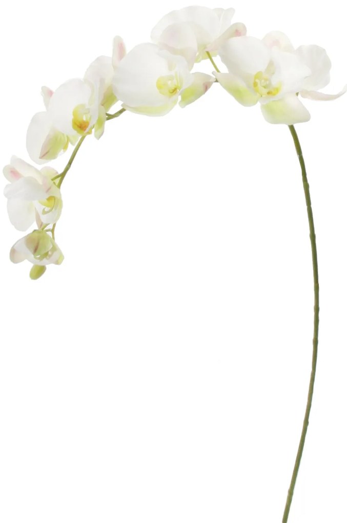 Orchidej (Phalaenopsis) bílo-zelená, 110 cm