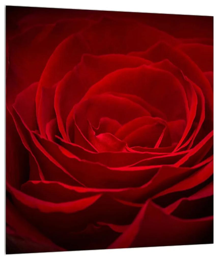 Obraz červené růže (30x30 cm)