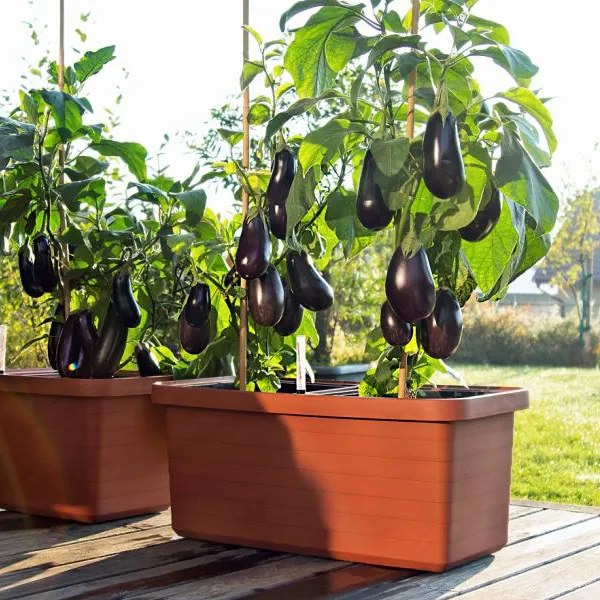 Samozavlažovací velkoobjemový truhlík Berberis DUO terakota 80 cm