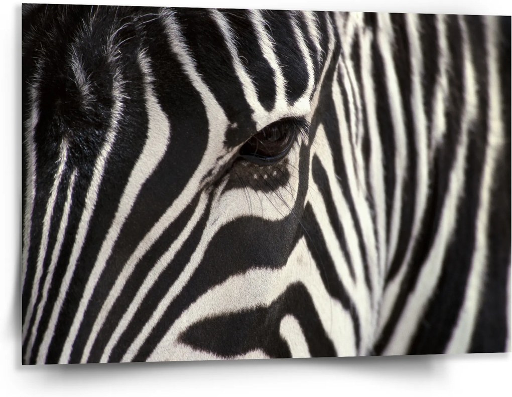 Obraz - Detail zebra 150x110 cm