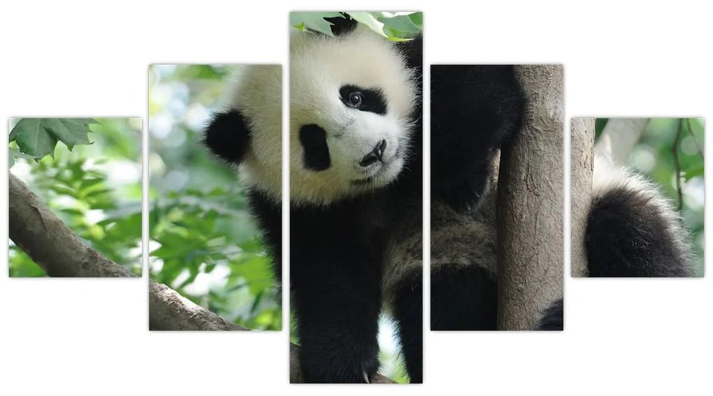 Obraz - Panda na stromě (125x70 cm)