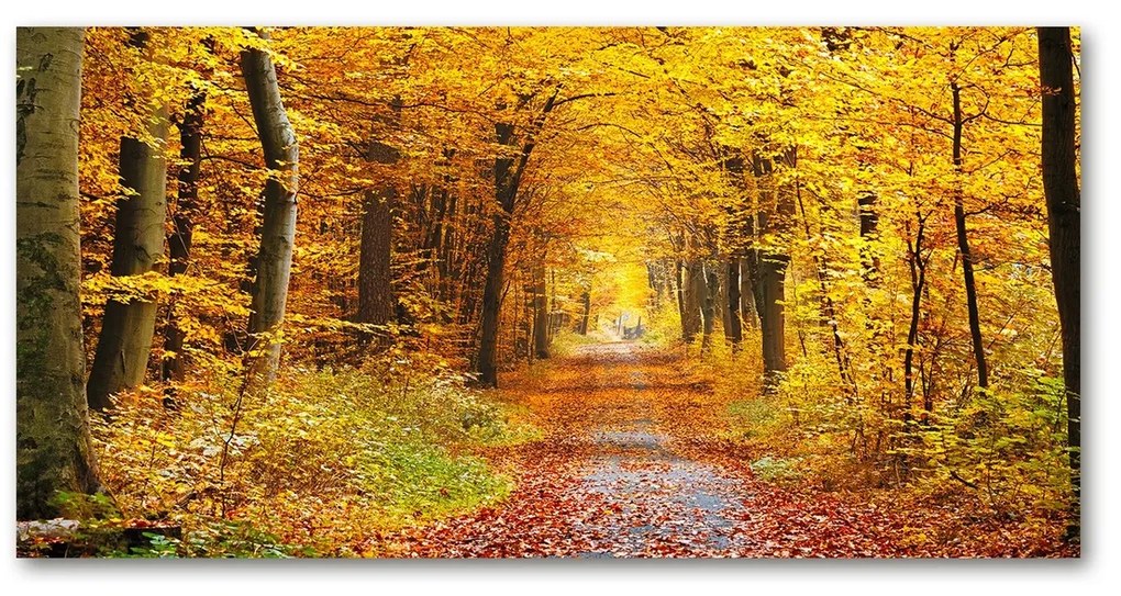 Fotoobraz na skle Podzimní les