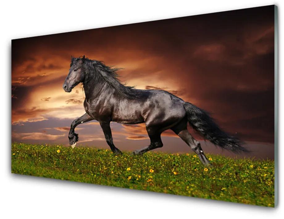 akrylový obraz Černý Kůň Louka Zvířata 100x50 cm