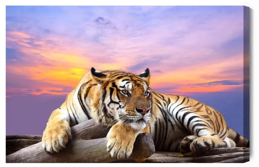 Obraz Tygr Odpočívá Nedostatek Nedostatek Přírodní plátno 100x70