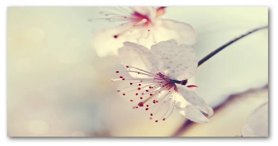 Wallmuralia Moderní akrylový fotoobraz Květ višně 140x70 cm