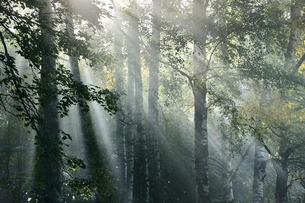 Samolepící fototapeta sluneční paprsky v mlhavém lese - 150x270