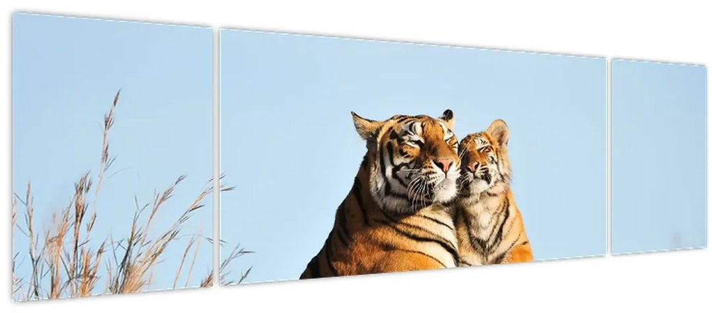 Obraz - Tygřice a její mládě (170x50 cm)