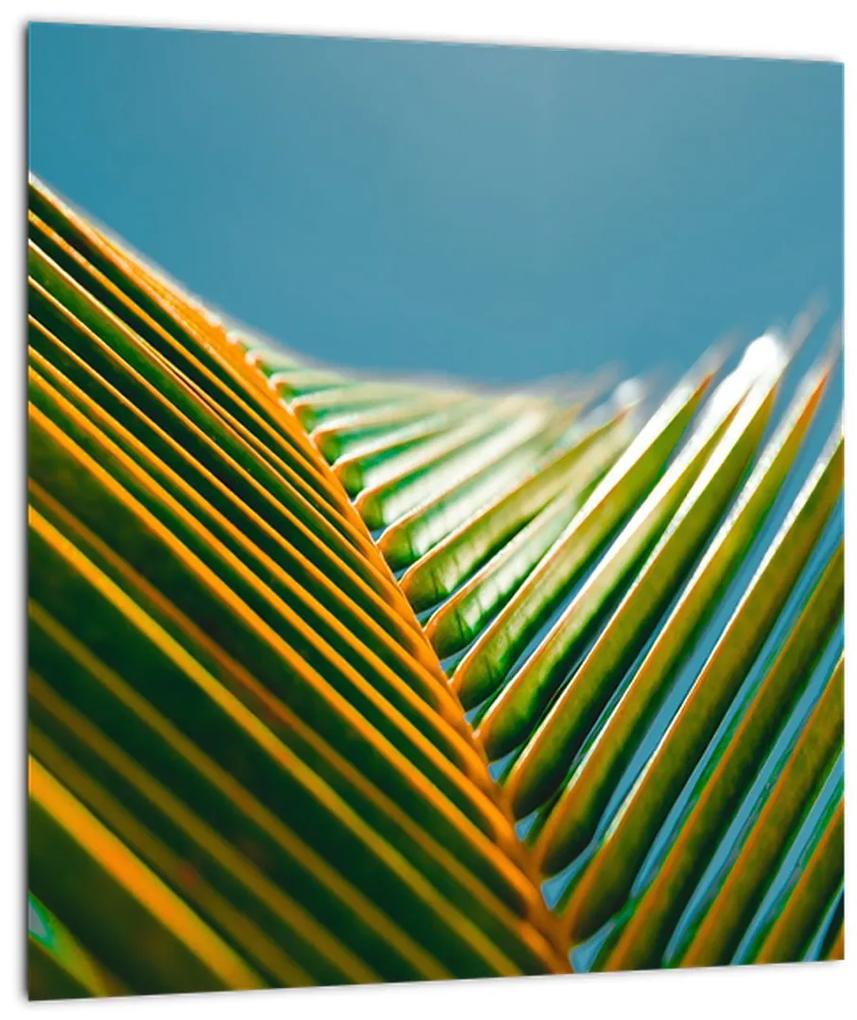 Obraz - Detail palmového listu (30x30 cm)