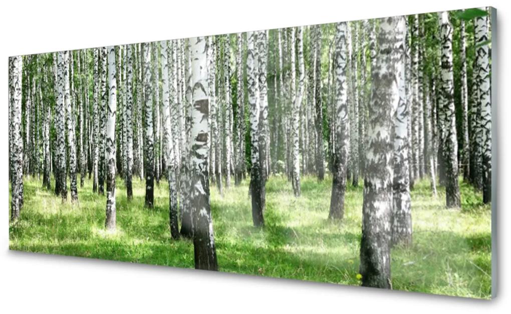 Skleněný obraz Les Tráva Rostlina Příroda