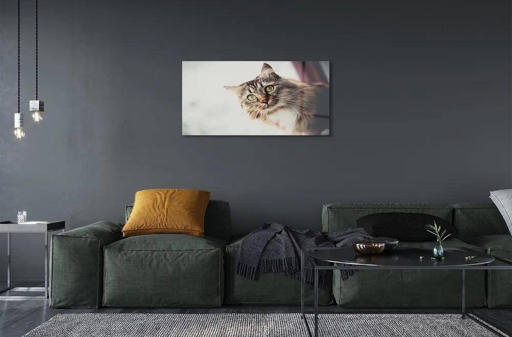 Obraz na skle Mainská mývalí kočka 100x50 cm