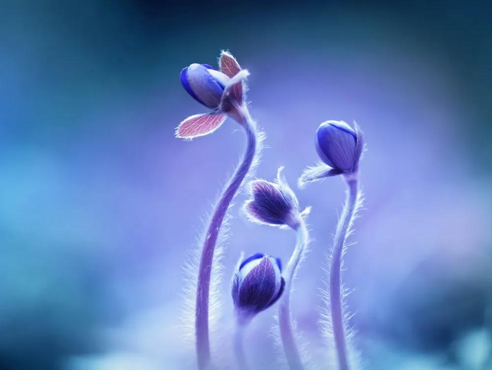 Vícedílný obraz Jemné Květiny V Makro Měřítku Nedostatek Nedostatek Přírodní plátno 200x150