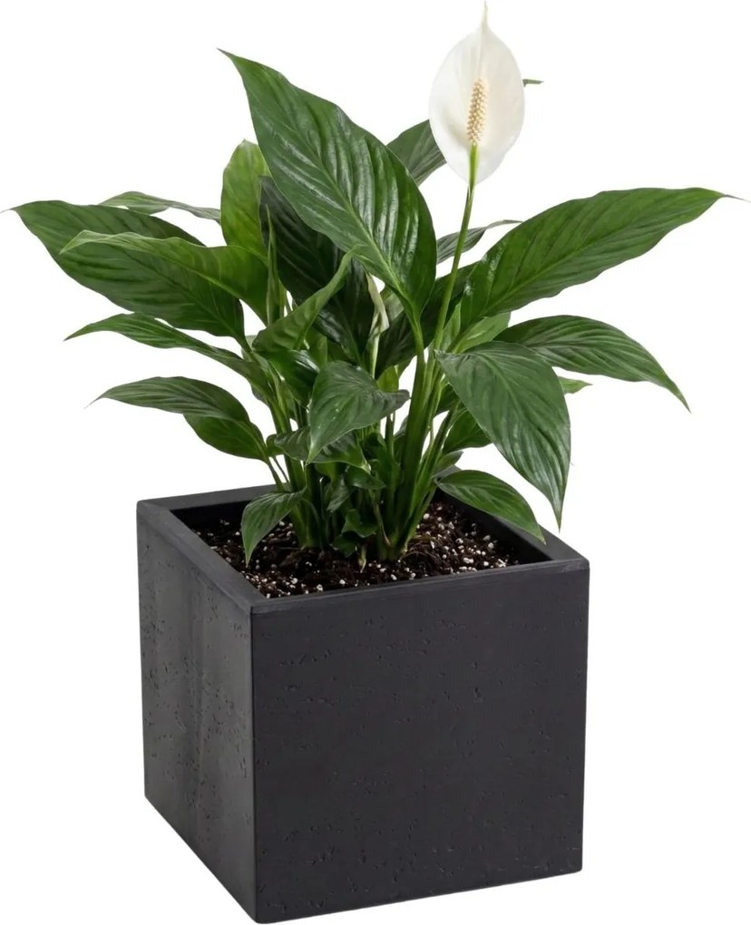 Sada 2 ks květináčů BETONIQUE 30x30/30x60 cm - výběr z 2 provedení