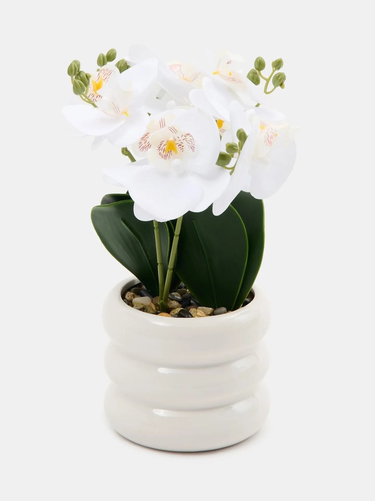 Sinsay - Dekorativní rostlina v květináči – orchidej - bílá