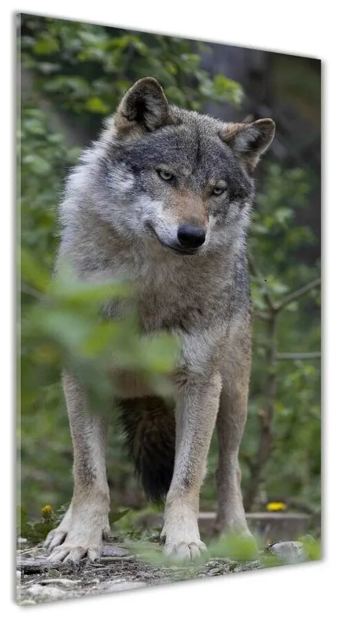Wallmuralia Vertikální Foto obraz sklo tvrzené Vlk v lese 50x100