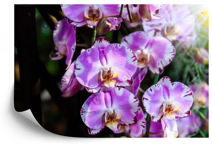 Fototapeta Krásné Orchideje Omyvatelný vlies 520x318