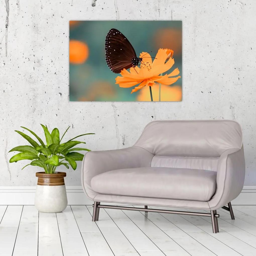 Skleněný obraz - motýl na oranžové květině (70x50 cm)