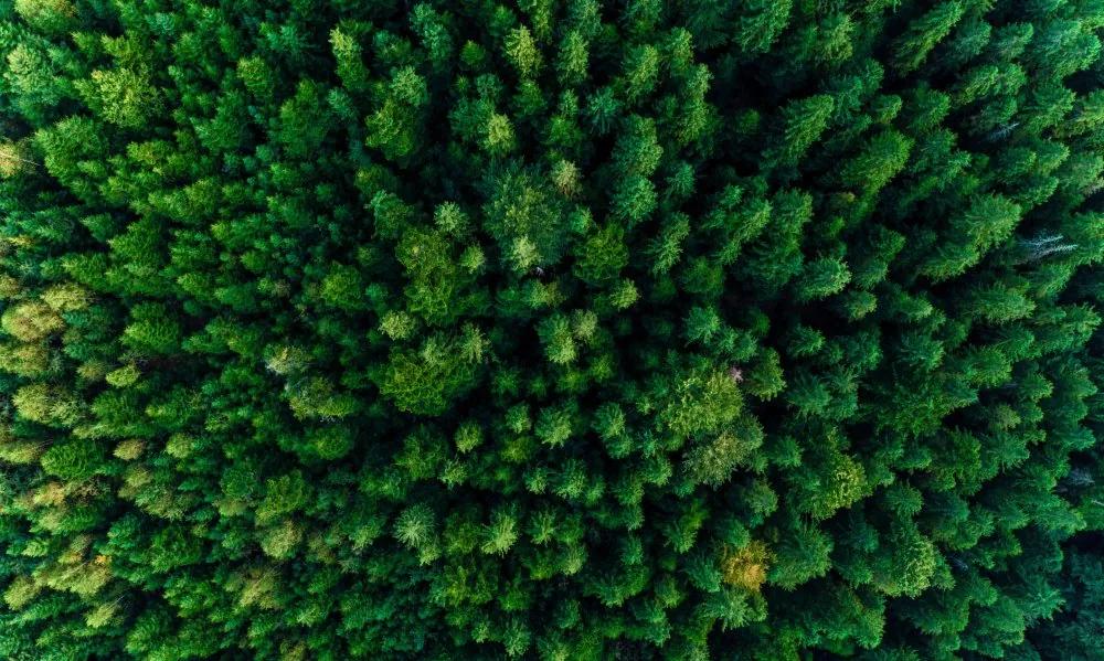 Vícedílný obraz Letecký Pohled Na Zelený Les Nedostatek Nedostatek Přírodní plátno 150x90