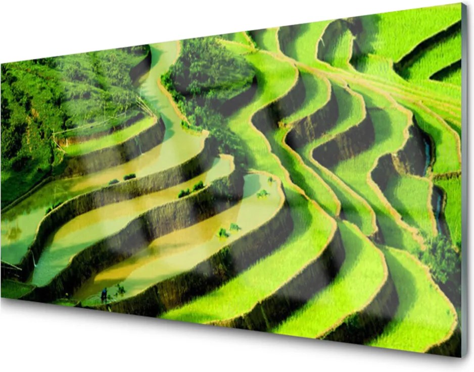 Plexisklo obraz Pole Rýže Les Umění