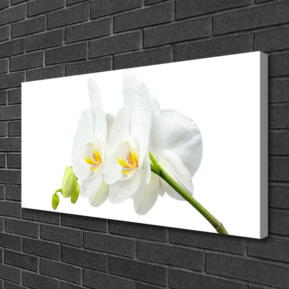 Obraz na plátně Plátky Květ Bíla Orchidej 100x50 cm