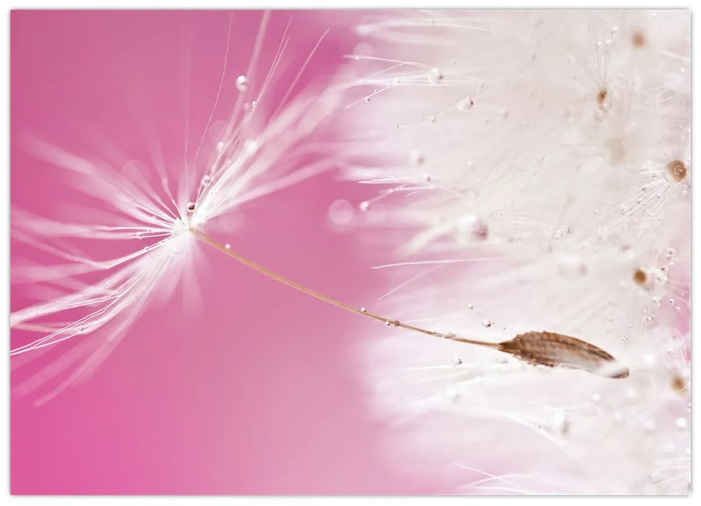 Obraz - Makro květu (70x50 cm)