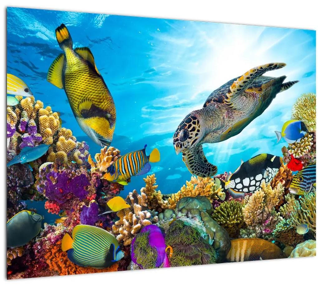 Skleněný obraz korálového útesu (70x50 cm)