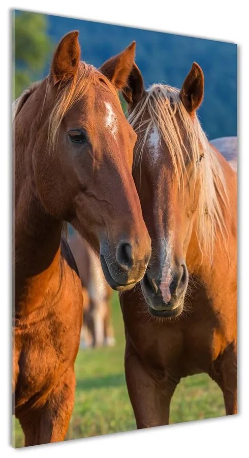 Wallmuralia Foto obraz akrylový na stěnu Koně 60x120 cm