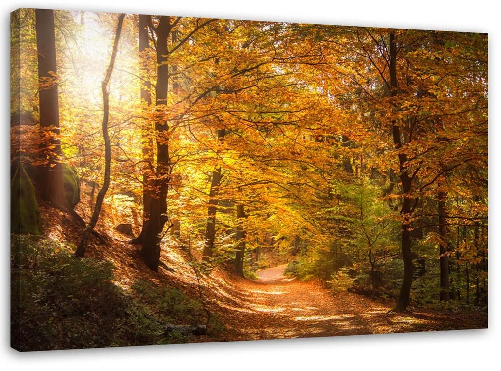 Gario Obraz na plátně Listy na lesní cestě Rozměry: 60 x 40 cm