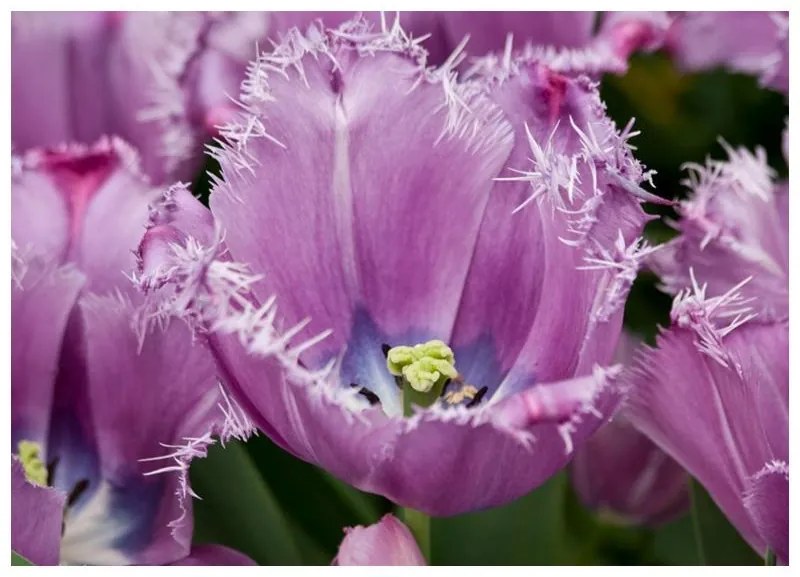 Obraz fialového květu  (70x50 cm), 40 dalších rozměrů