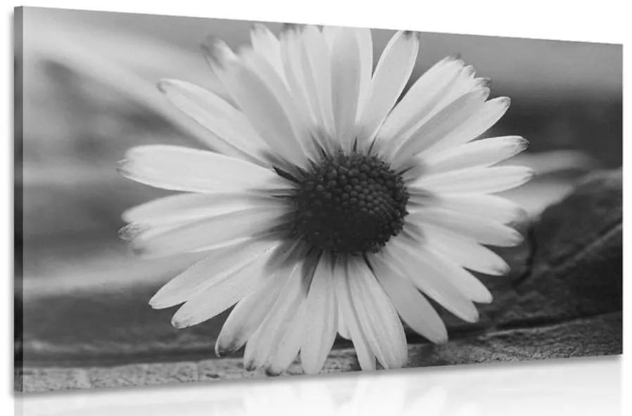 Obraz nádherná sedmikráska v černobílém provedení Varianta: 120x80