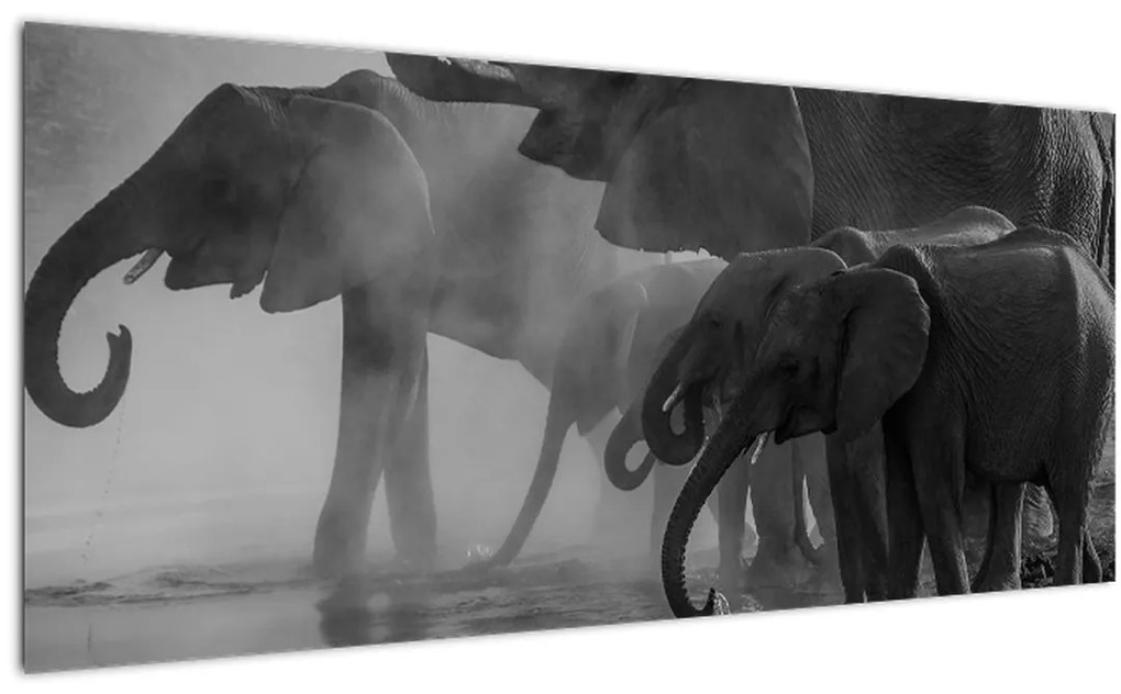 Obraz slonů - černobílý (100x40 cm), 40 dalších rozměrů