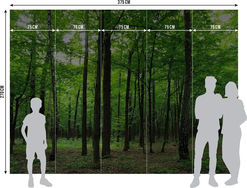 Fototapeta na zed' Listnatý Les | 360 x 254 cm | DFTS1324