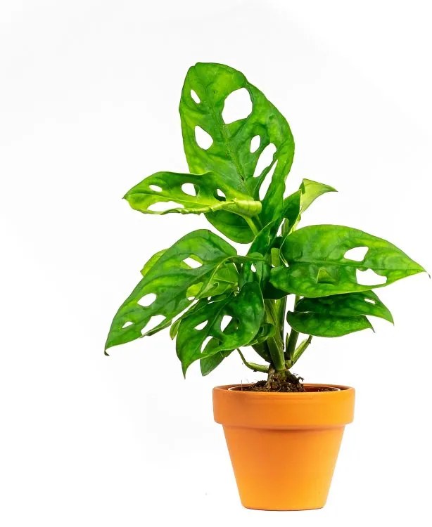 Pokojová rostlina Monstera adansonii Monkey Mask, průměr 6 cm Monstera