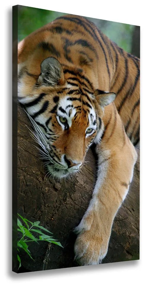 Wallmuralia Vertikální Foto obraz na plátně Tygr na stromě 50x100