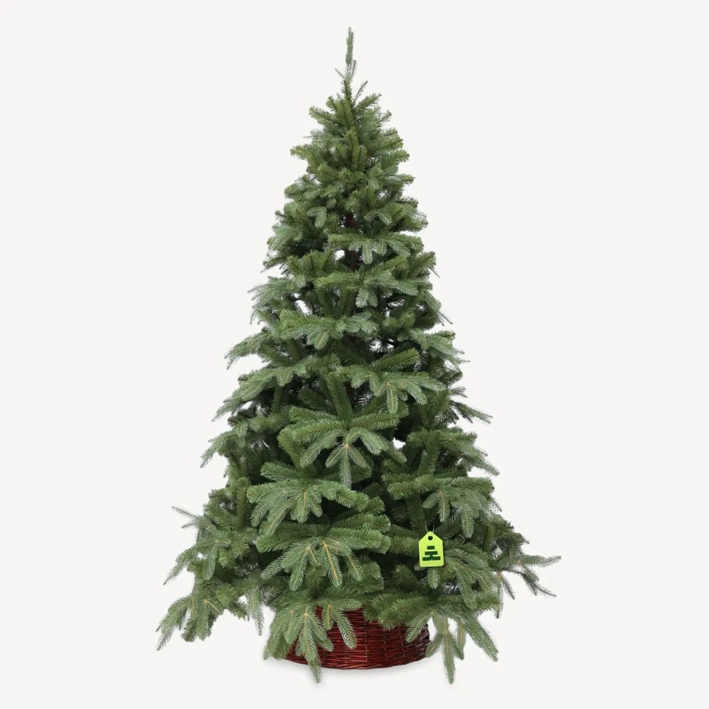 Jedle Přírodní 210 cm