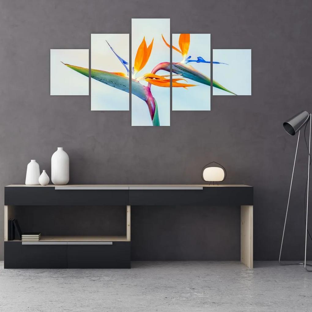 Obraz květu Strelície (125x70 cm)