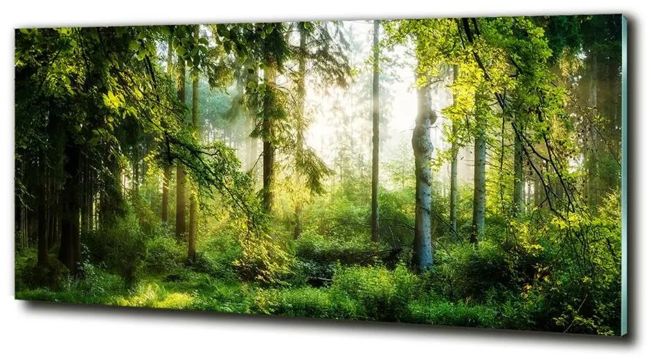 Wallmuralia Foto obraz fotografie na skle Ranní slunce les 125x50 cm