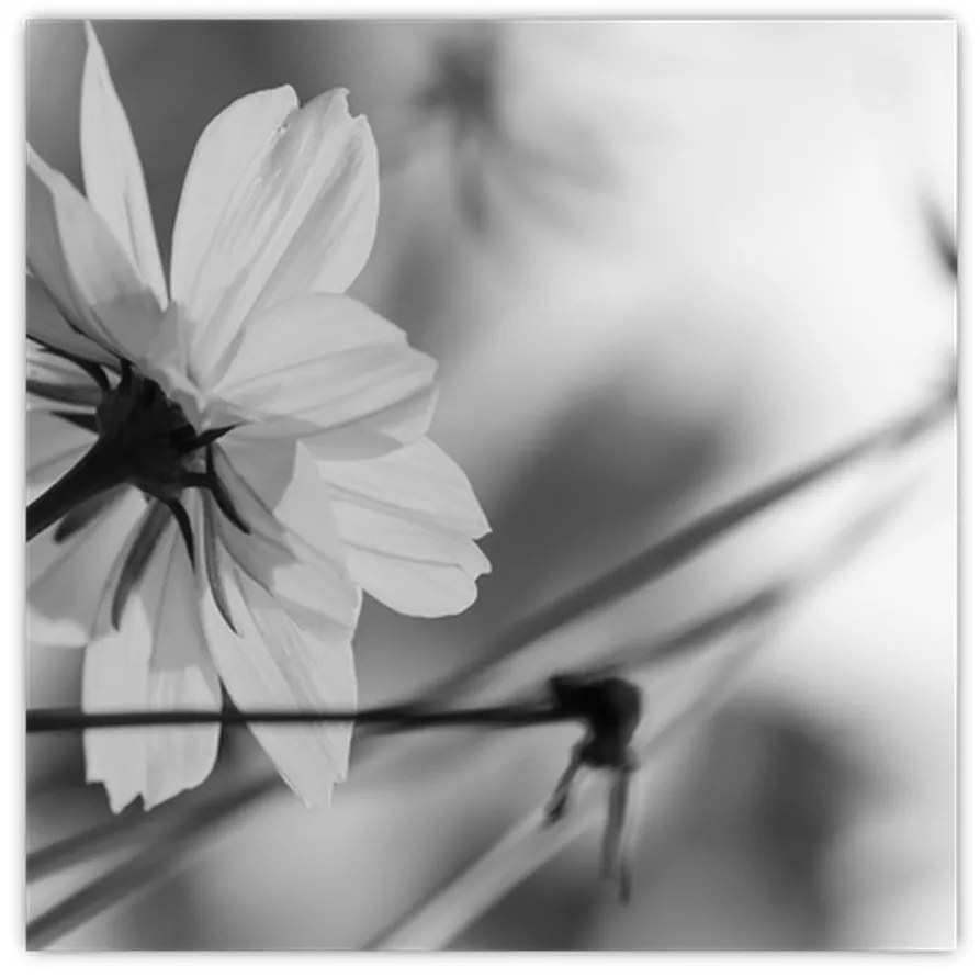 Obraz - Černobílé květiny (30x30 cm)