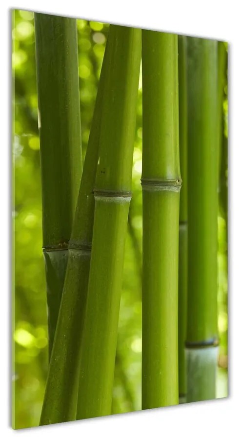Wallmuralia Foto obraz akrylový do obýváku Bambusový les 60x120 cm