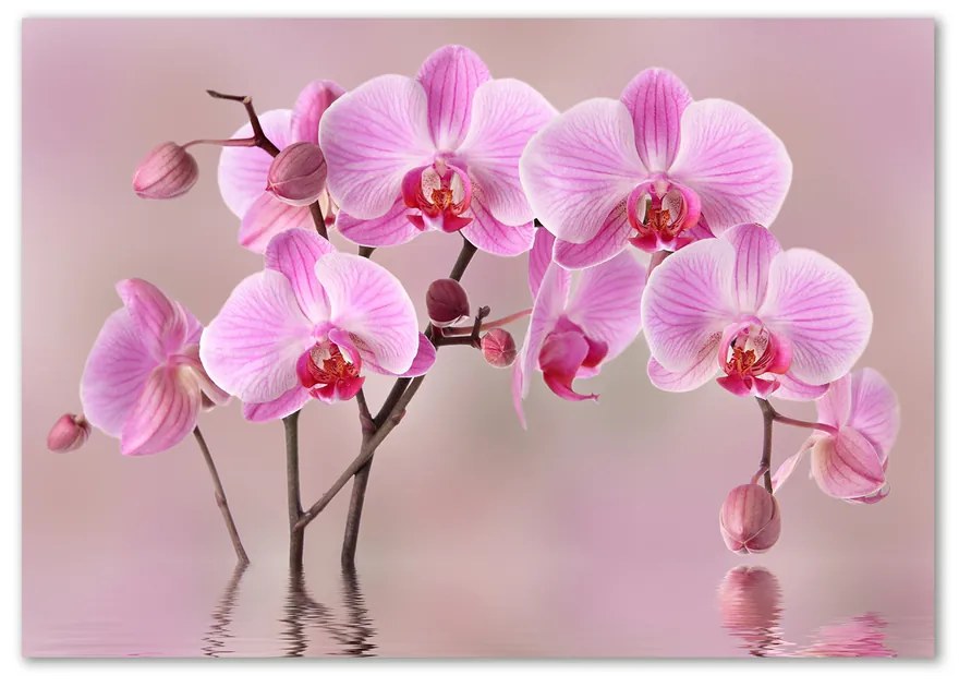 Wallmuralia Moderní foto obraz na stěnu Růžová orchidej 100x70 cm