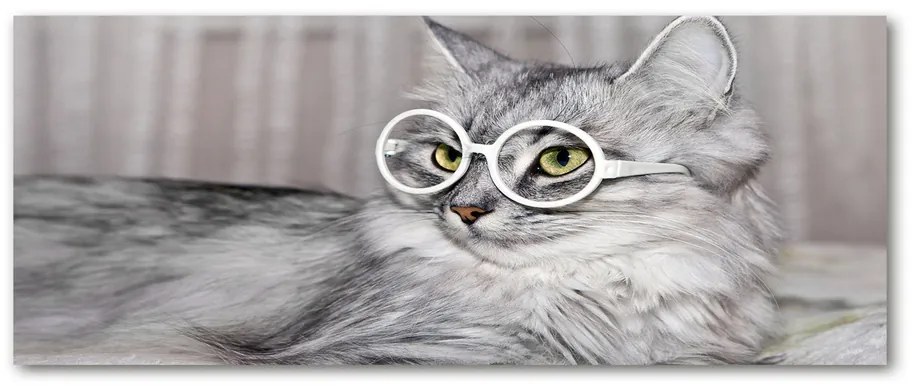 Wallmuralia Foto obraz akrylové sklo Kočka v brýlích 125x50 cm
