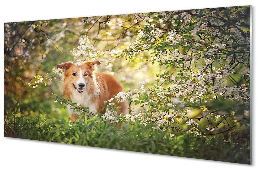 akrylový obraz Psí lesní květiny 120x60 cm