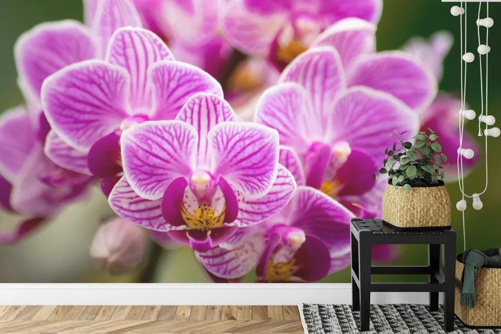 Fototapeta Kytice Orchidejí Omyvatelný vlies 152.5x104