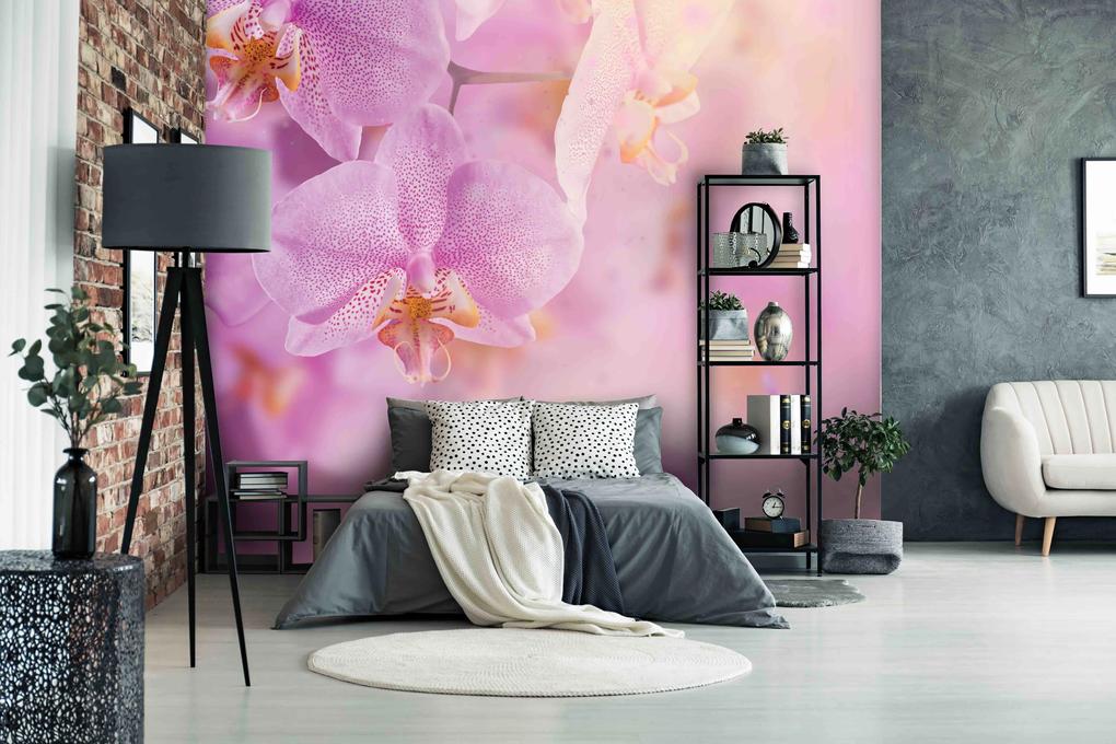 Malvis ® Tapeta Orchidej něžná Vel. (šířka x výška): 432 x 290 cm