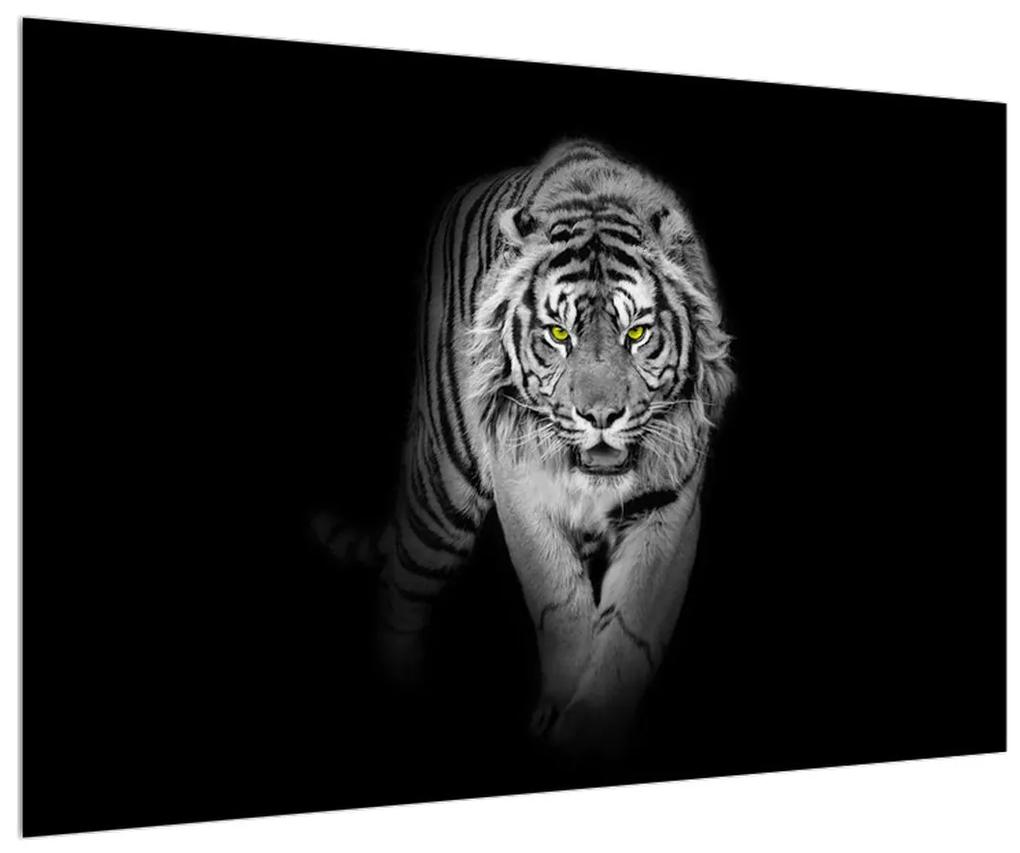 Černobílý obraz tygra (90x60 cm)