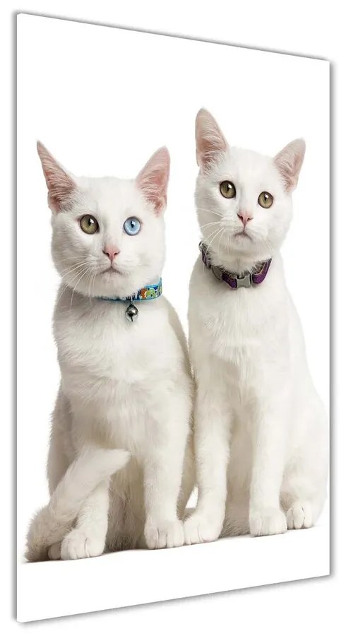 Wallmuralia Foto obraz fotografie na skle Dvě bílé kočky 50x100 cm