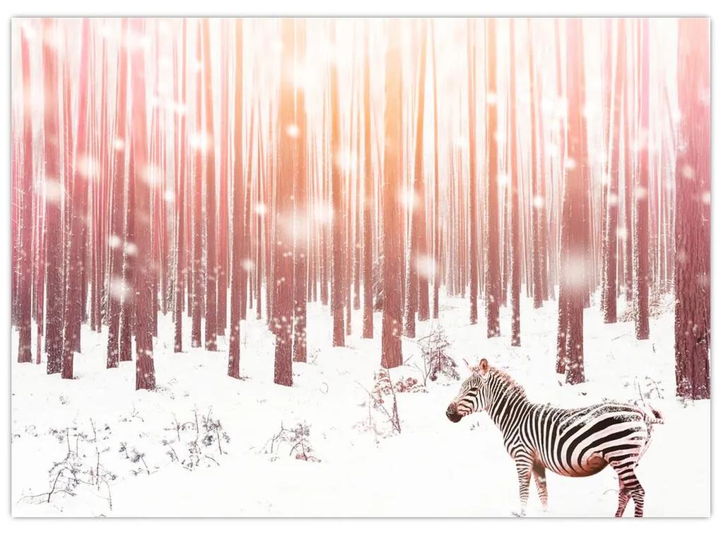 Skleněný obraz - Zebra v zasněženém lese (70x50 cm)