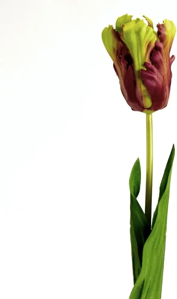 Tulipán fialovo-zelený 70cm